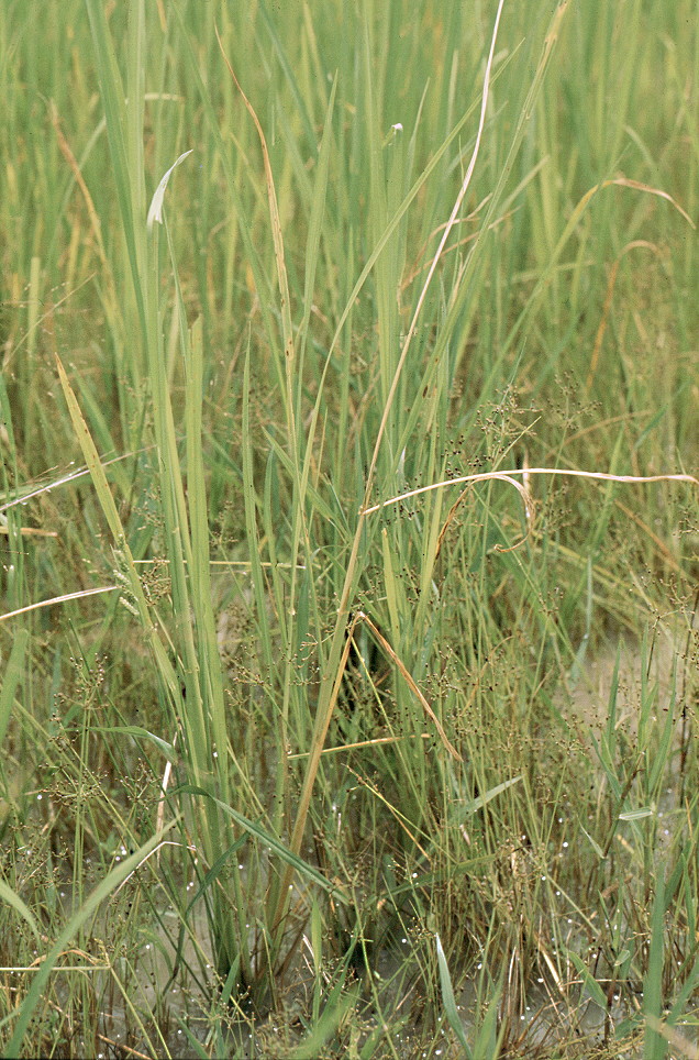 Deepwater Rice - Brian Taylor