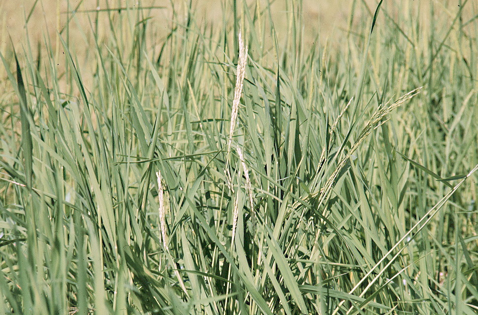 Deepwater Rice - Brian Taylor