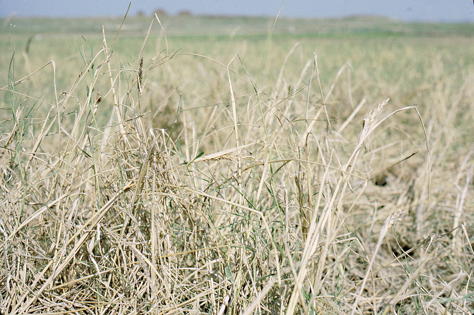 Deepwater Rice - Brian Taylor