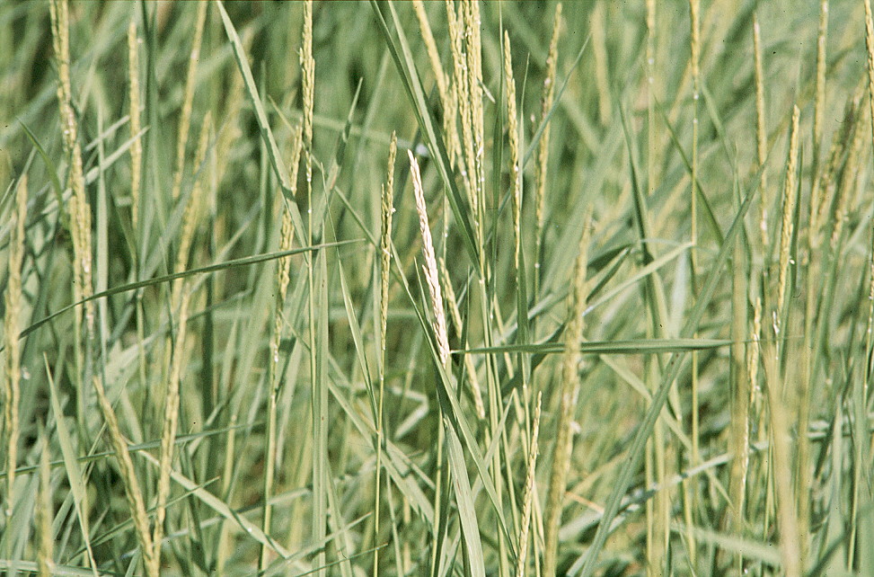 Deepwater Rice - Brian Taylor