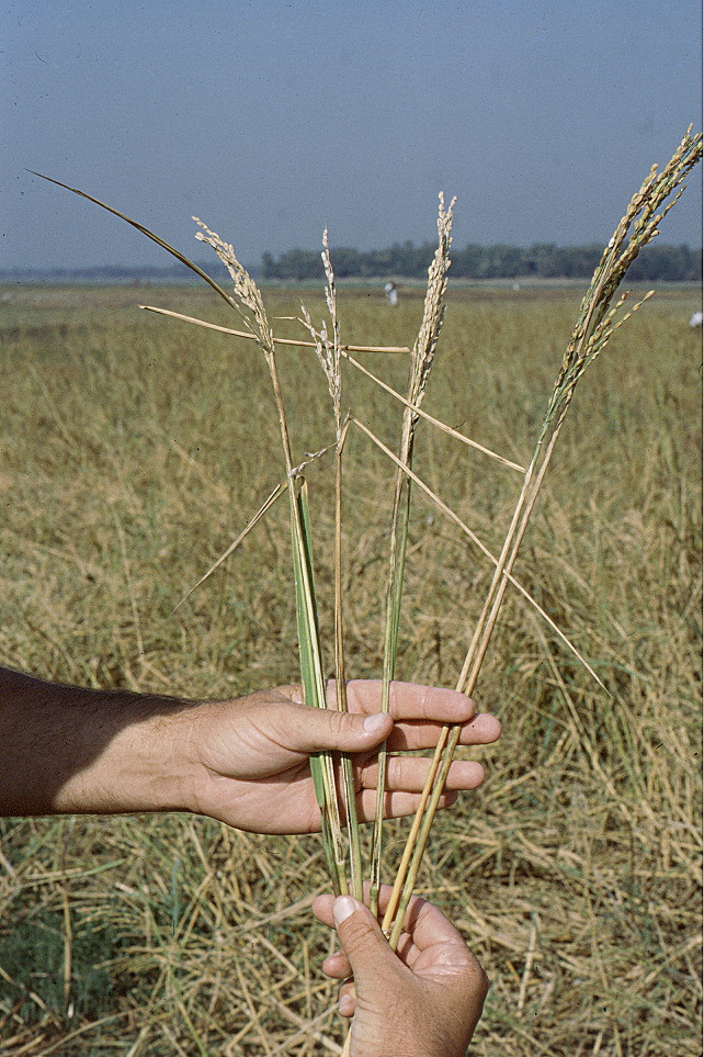 Deepwater Rice - Brian Taylor