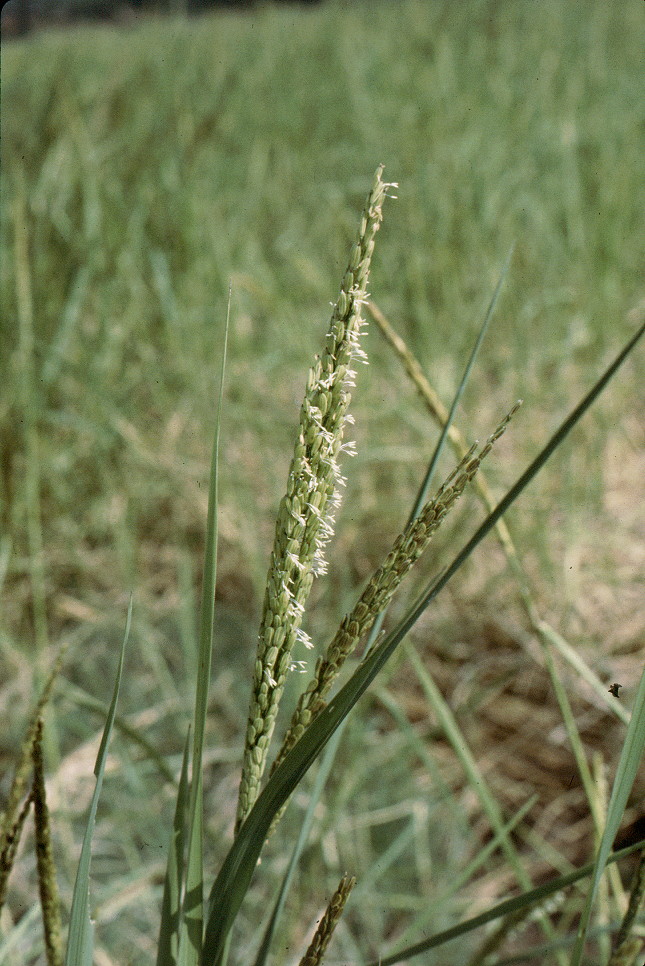 Deepwater Rice - Brian Taylor