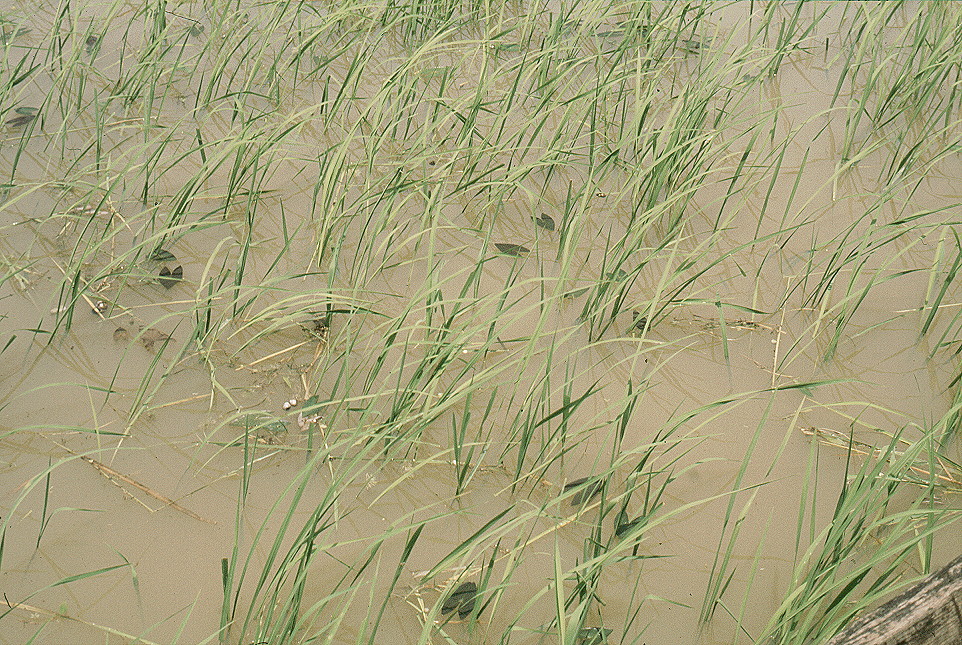 Deepwater Rice - Brian Taylor