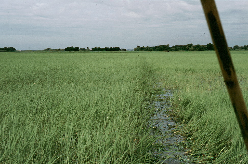 Deepwater Rice - Brian Taylor