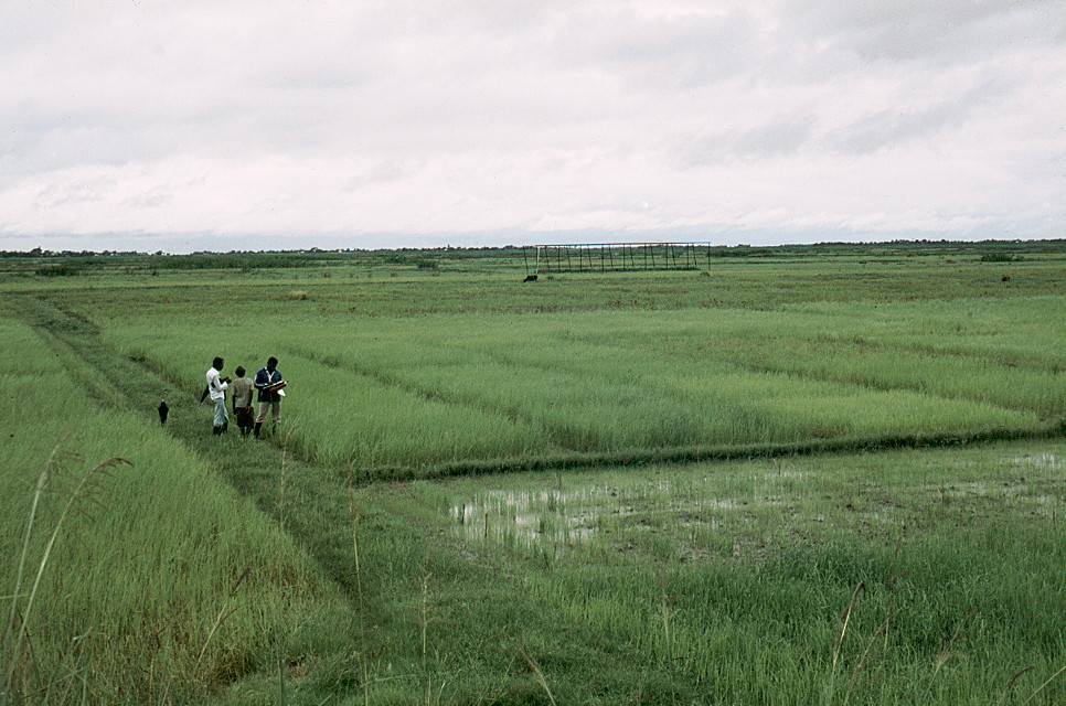 Deepwater Rice - Brian Taylor