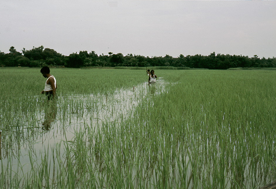 Deepwater Rice - Brian Taylor